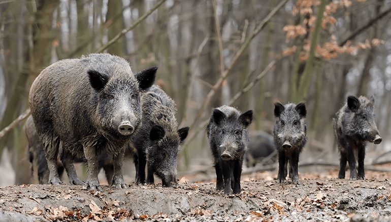 What to expect when trapping feral hogs – Wayne County Journal Banner