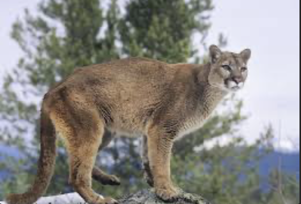 Wayne County Journal Banner